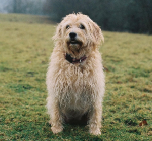 Harry Redding Age - How Old Is Red Rose Actor? Height