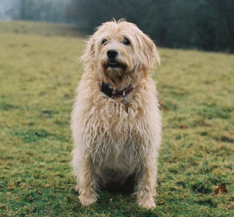 Harry Redding Age - How Old Is Red Rose Actor? Height